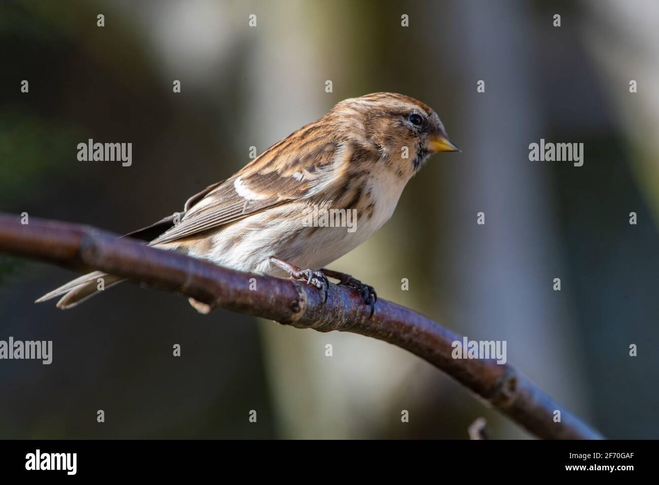 Acanthis cabaret hi-res stock photography and images - Alamy