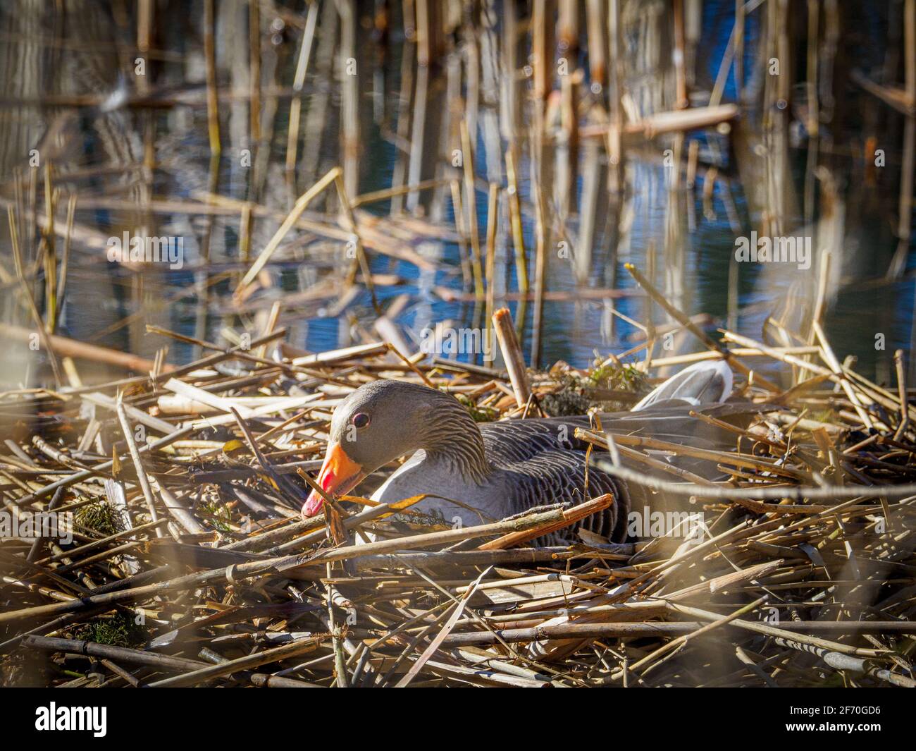 Grey goose on nest hi-res stock photography and images - Alamy