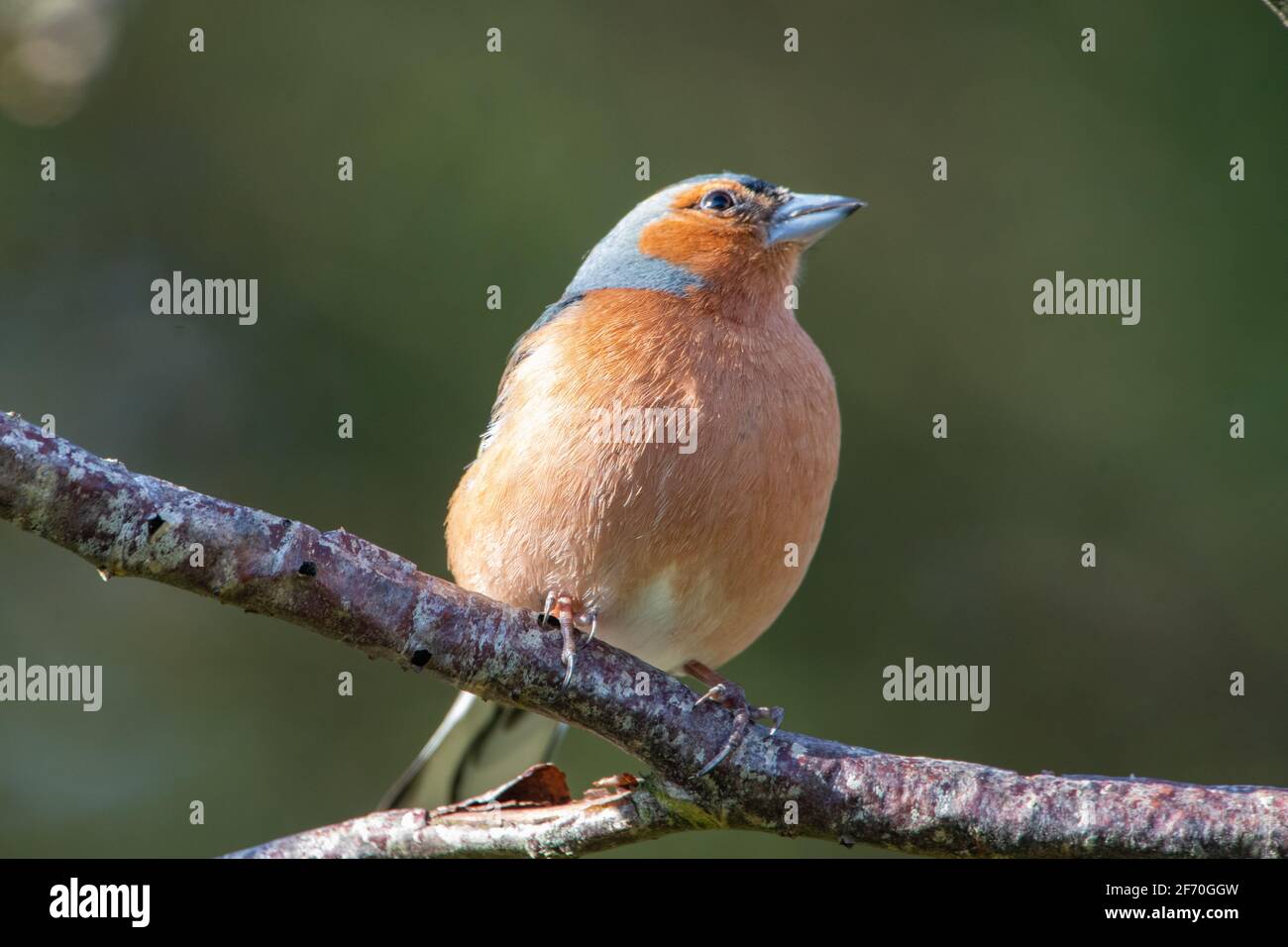 Male chaffinch in tree hi-res stock photography and images - Alamy