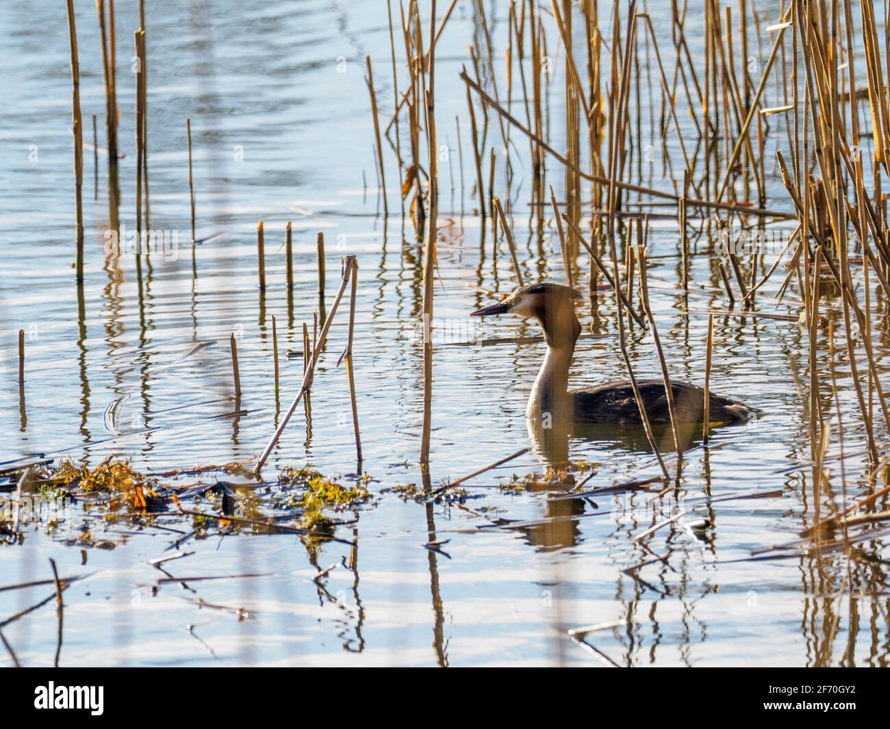 a grebe swims on the blue water of a lake Stock Photo - Alamy