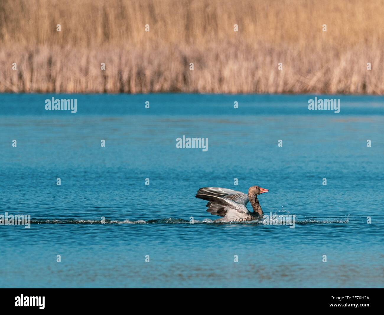 two gray geese land on the blue water of a lake Stock Photo - Alamy
