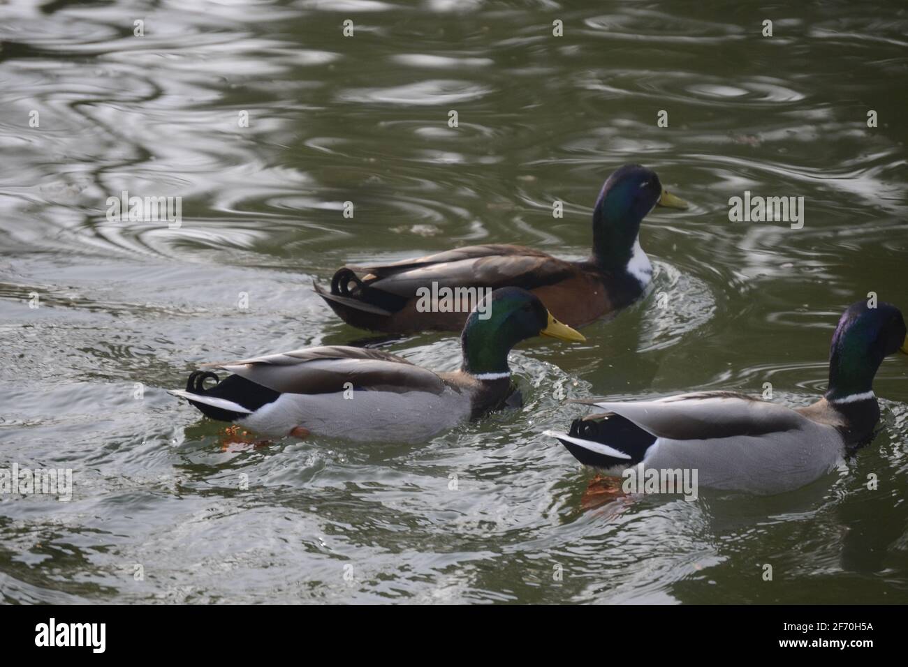 Turtles and ducks hi-res stock photography and images - Alamy
