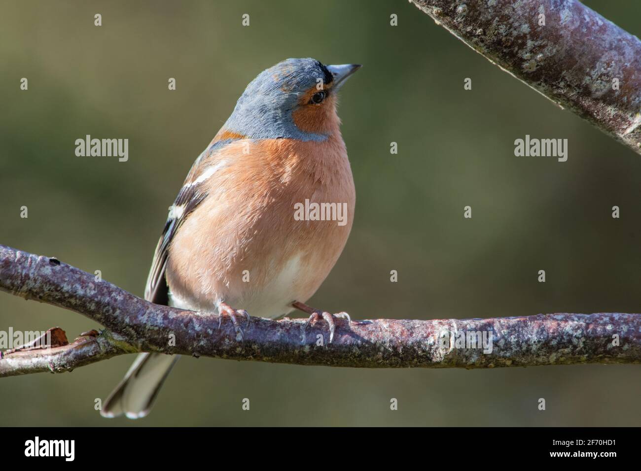 Male chaffinch in tree hi-res stock photography and images - Alamy
