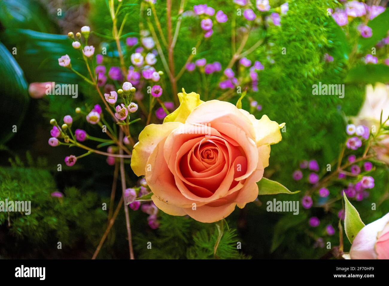 beautiful pink rose in the garden welcoming spring background green and ...
