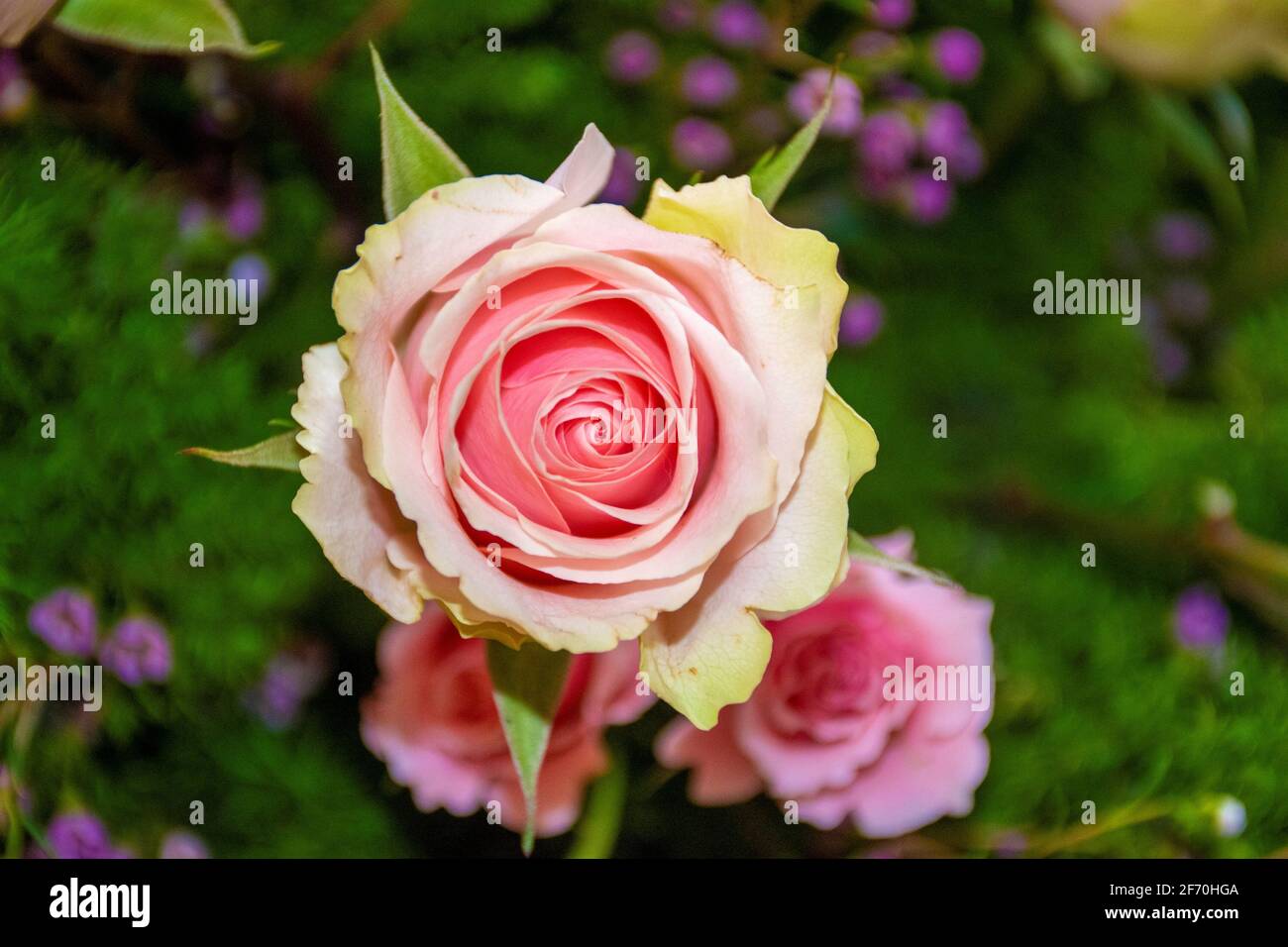 Rose head band hi-res stock photography and images - Alamy
