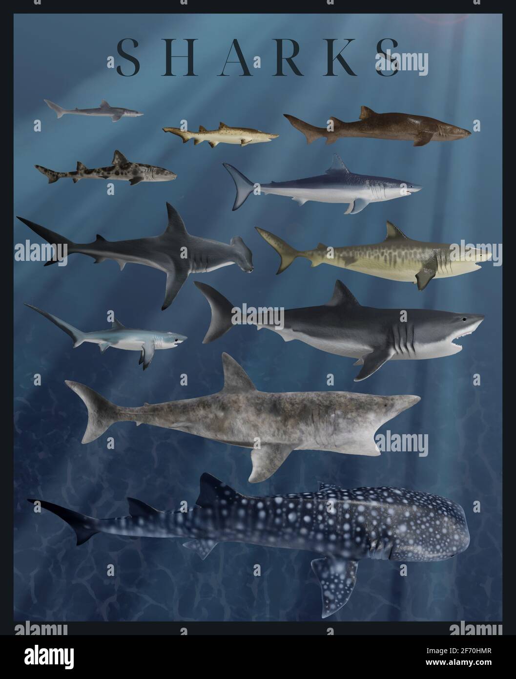 Educational poster depicting various shark species to scale Stock Photo ...