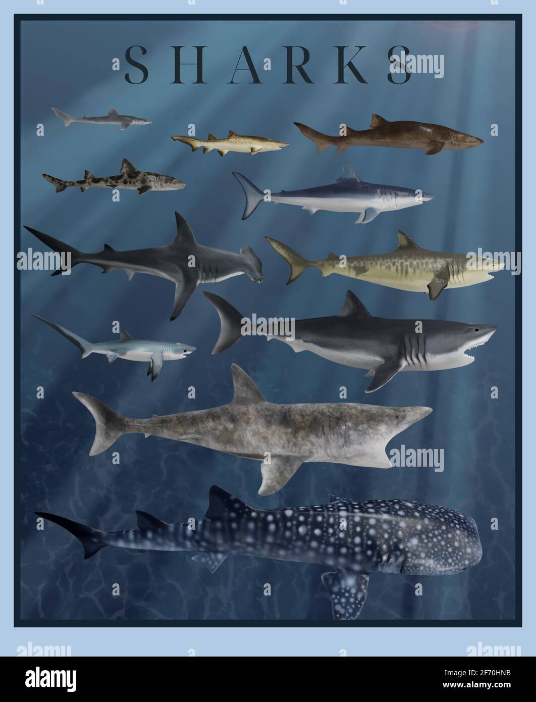 Shark Scale High Resolution Stock Photography and Images - Alamy