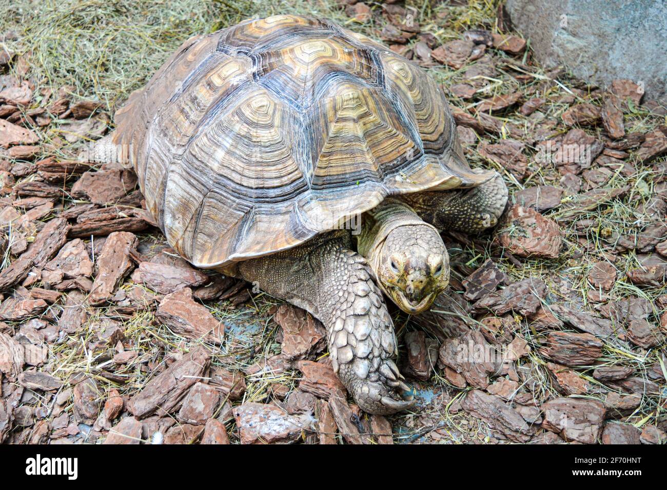 Turtle is moving forward, the zoo Stock Photo - Alamy