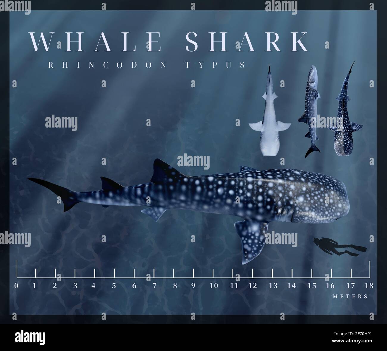 Educational poster depicting the whale shark (Rhincodon Typus) to scale ...