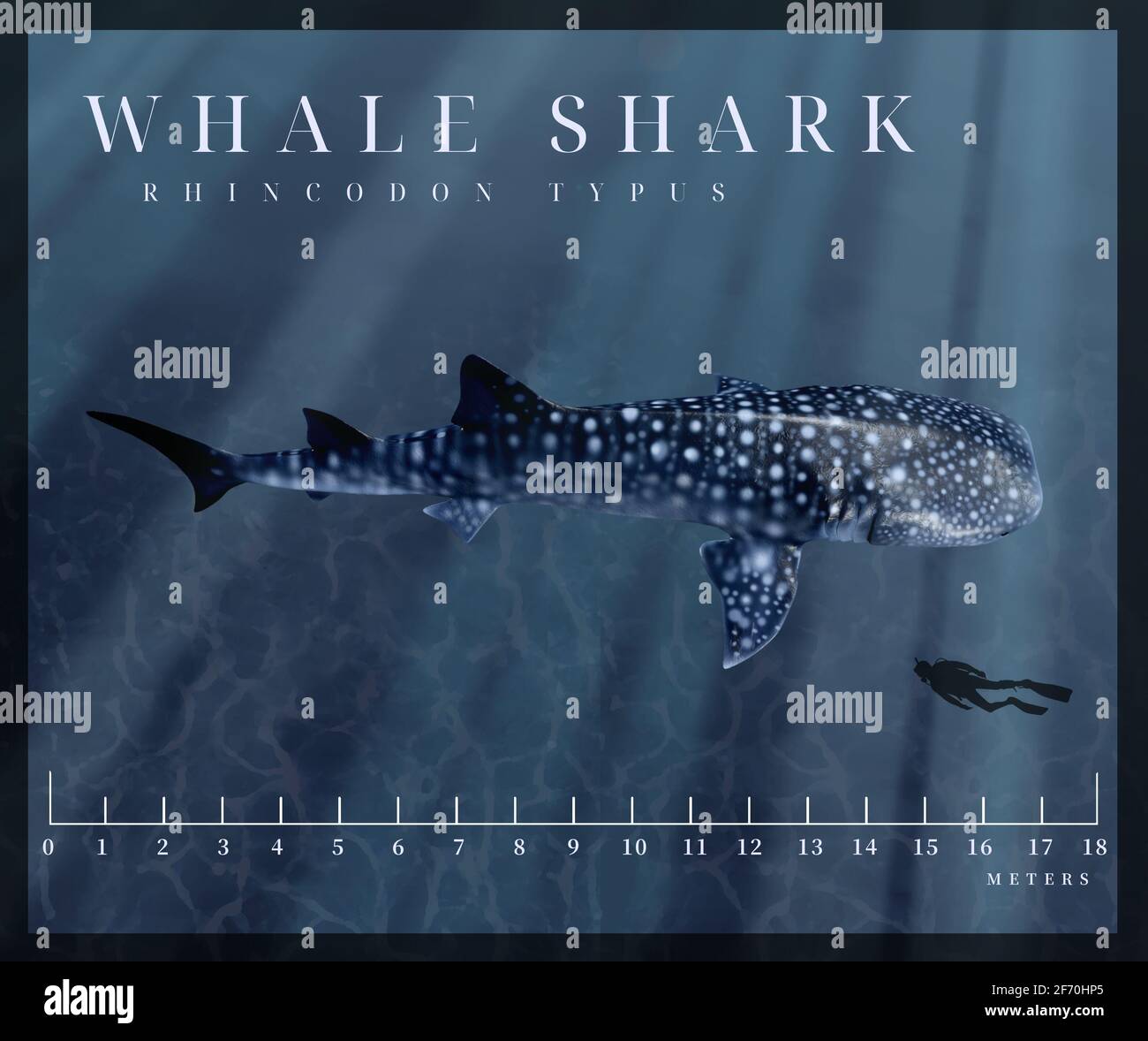 Whale shark facts hi-res stock photography and images - Alamy