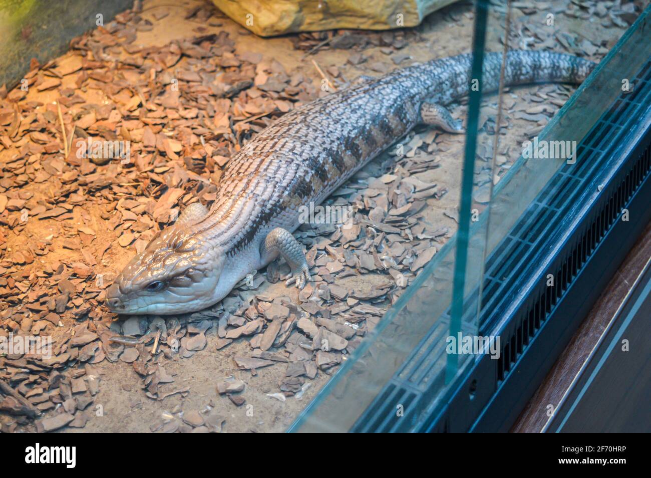 iguana on the rock in the zoo Stock Photo - Alamy