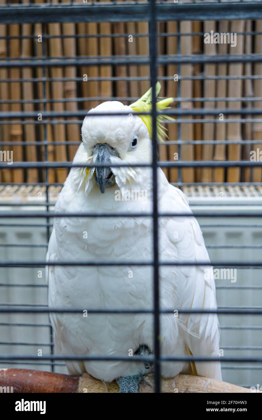 Snowy parrot hi-res stock photography and images - Alamy