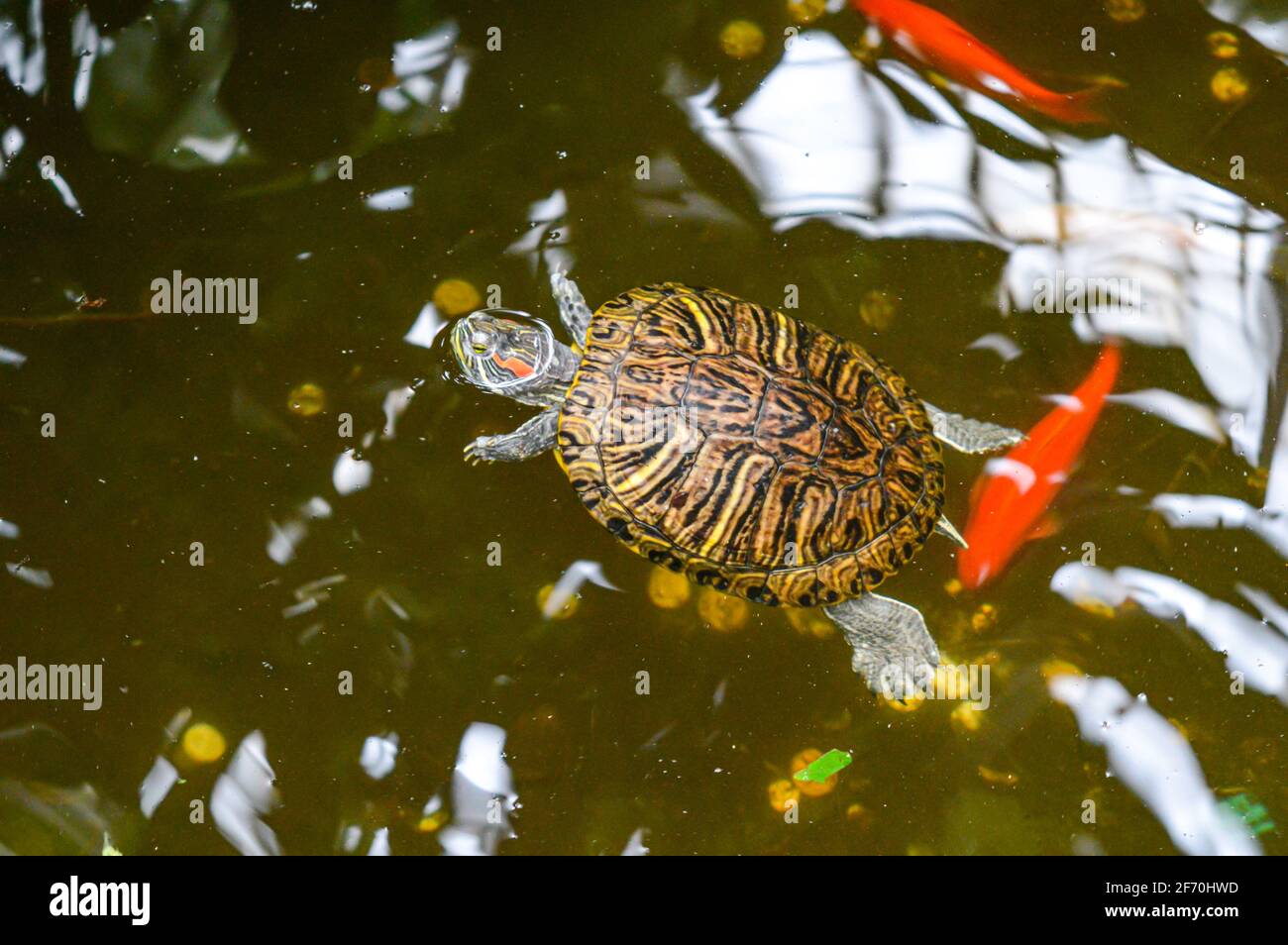 turtle swimming in the water Stock Photo - Alamy