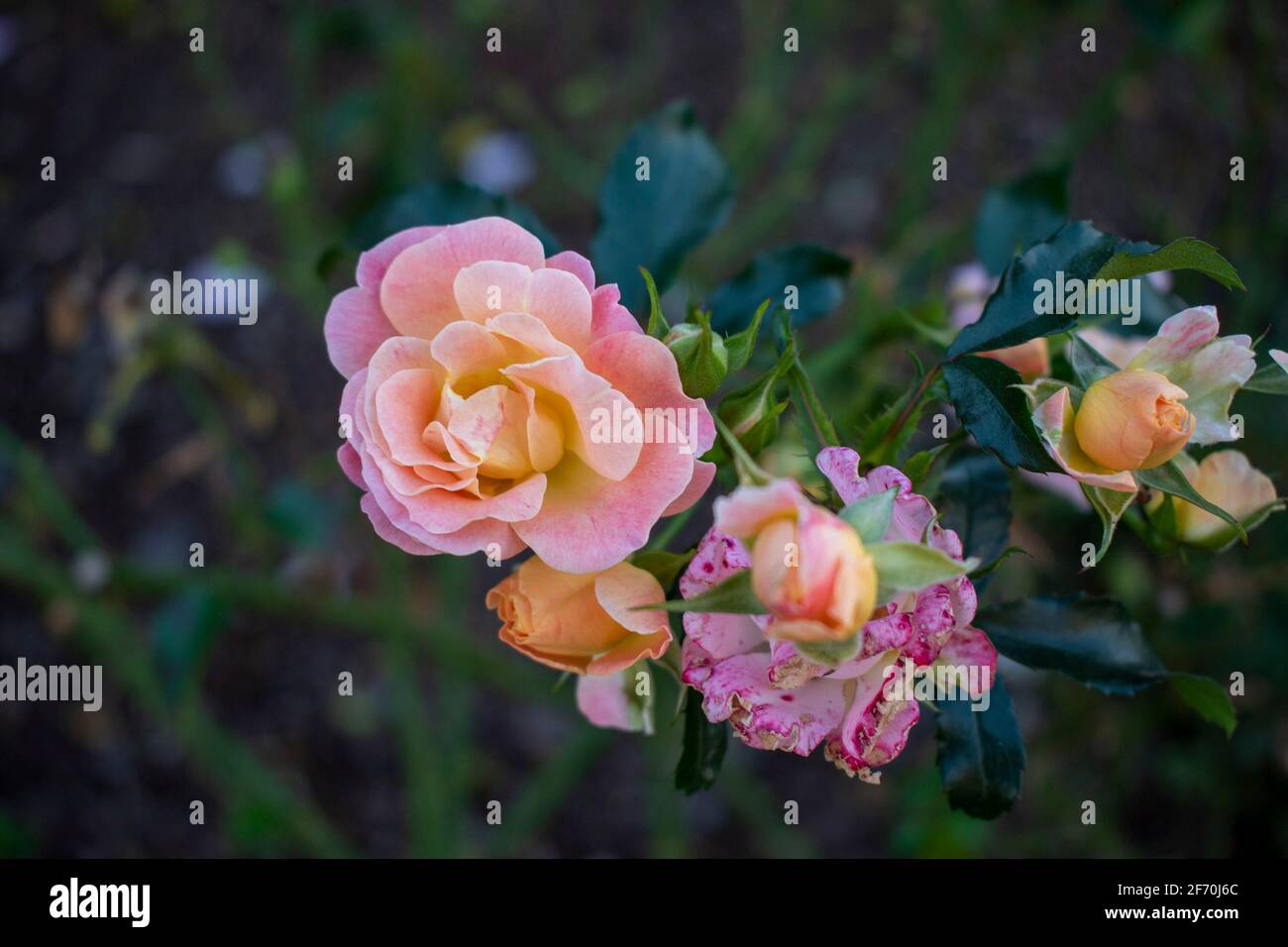 see the beauty of this rose with mixed colors pink yellow orange Stock ...