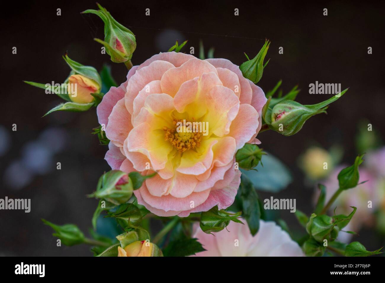 beautiful color combination of this garden rose with rose buttons all ...