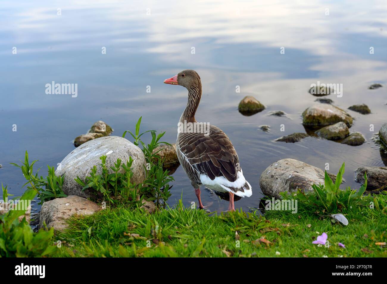 Back view cute grey hi-res stock photography and images - Alamy