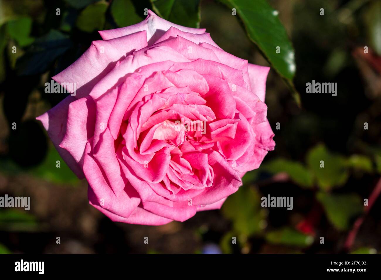 Perpetual rose hi-res stock photography and images - Alamy