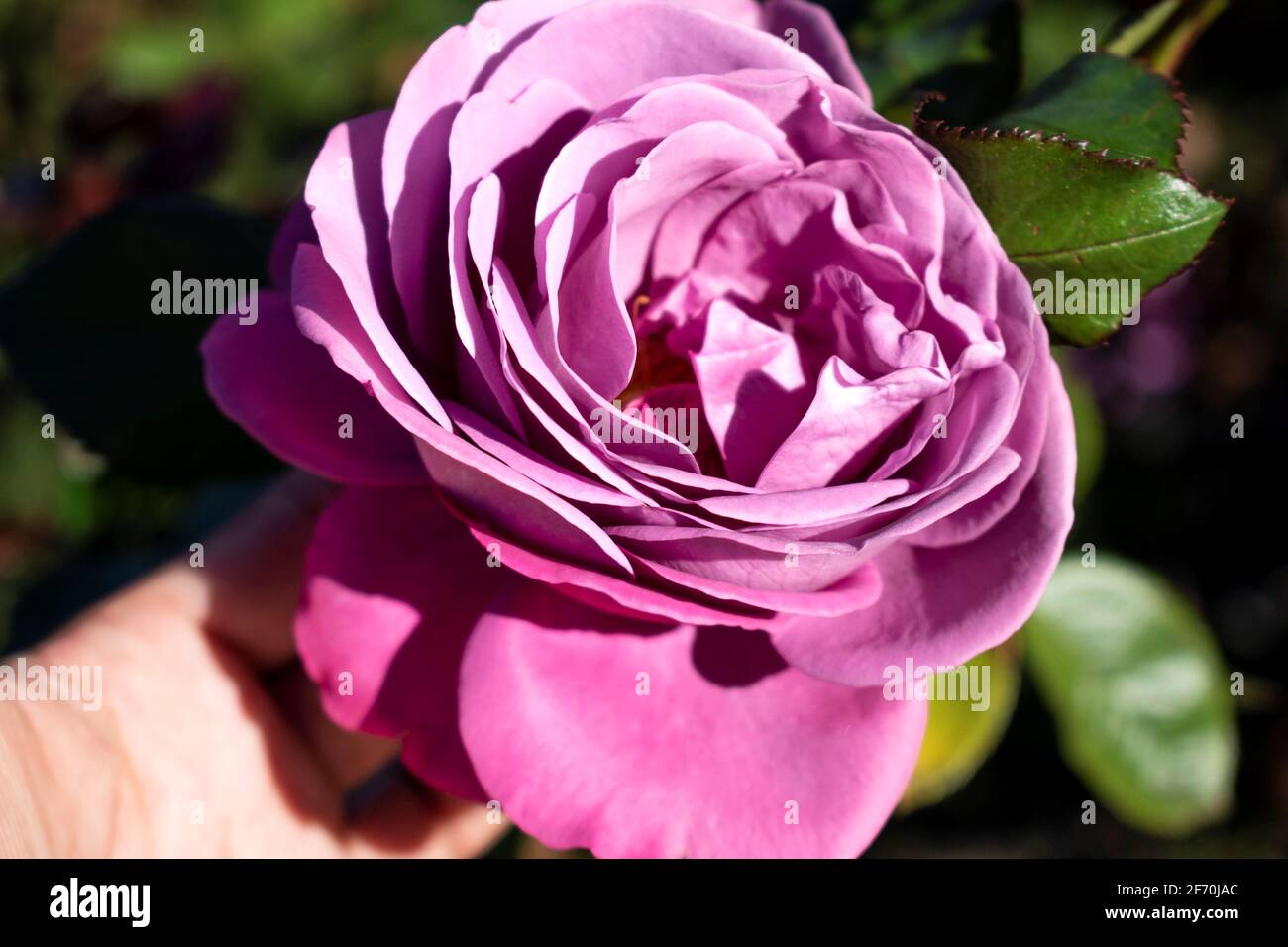 beautiful hybrid tea rose in the garden at the park in washington dc ...
