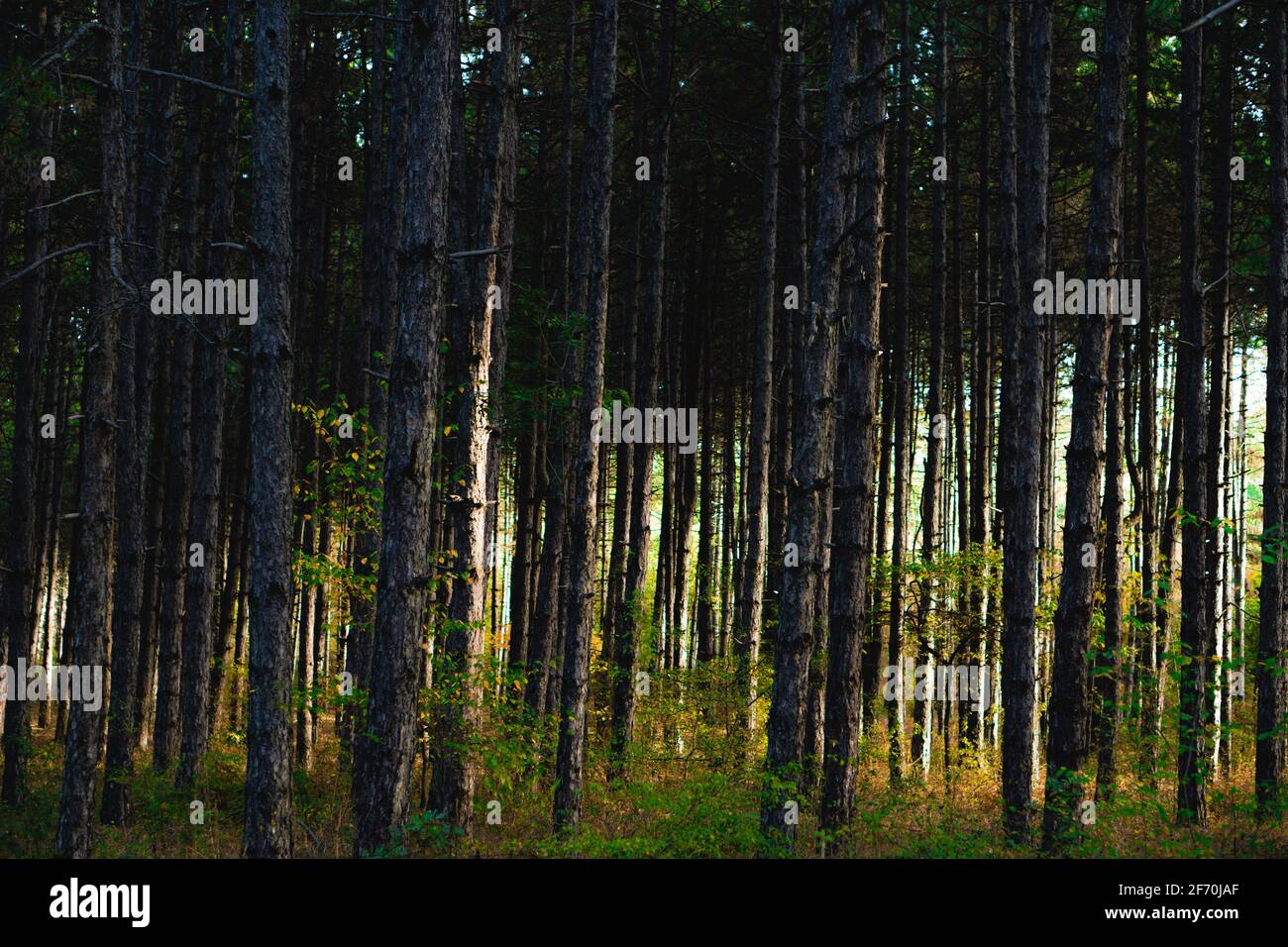 Tall thin trees hi-res stock photography and images - Alamy