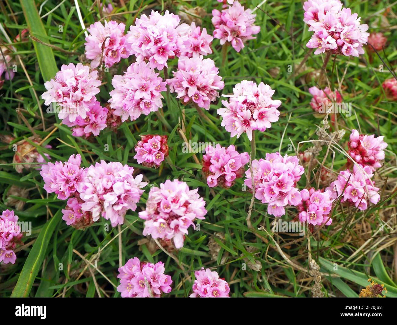 Pretty pink sea thrift flowers, Armeria maritima Stock Photo - Alamy