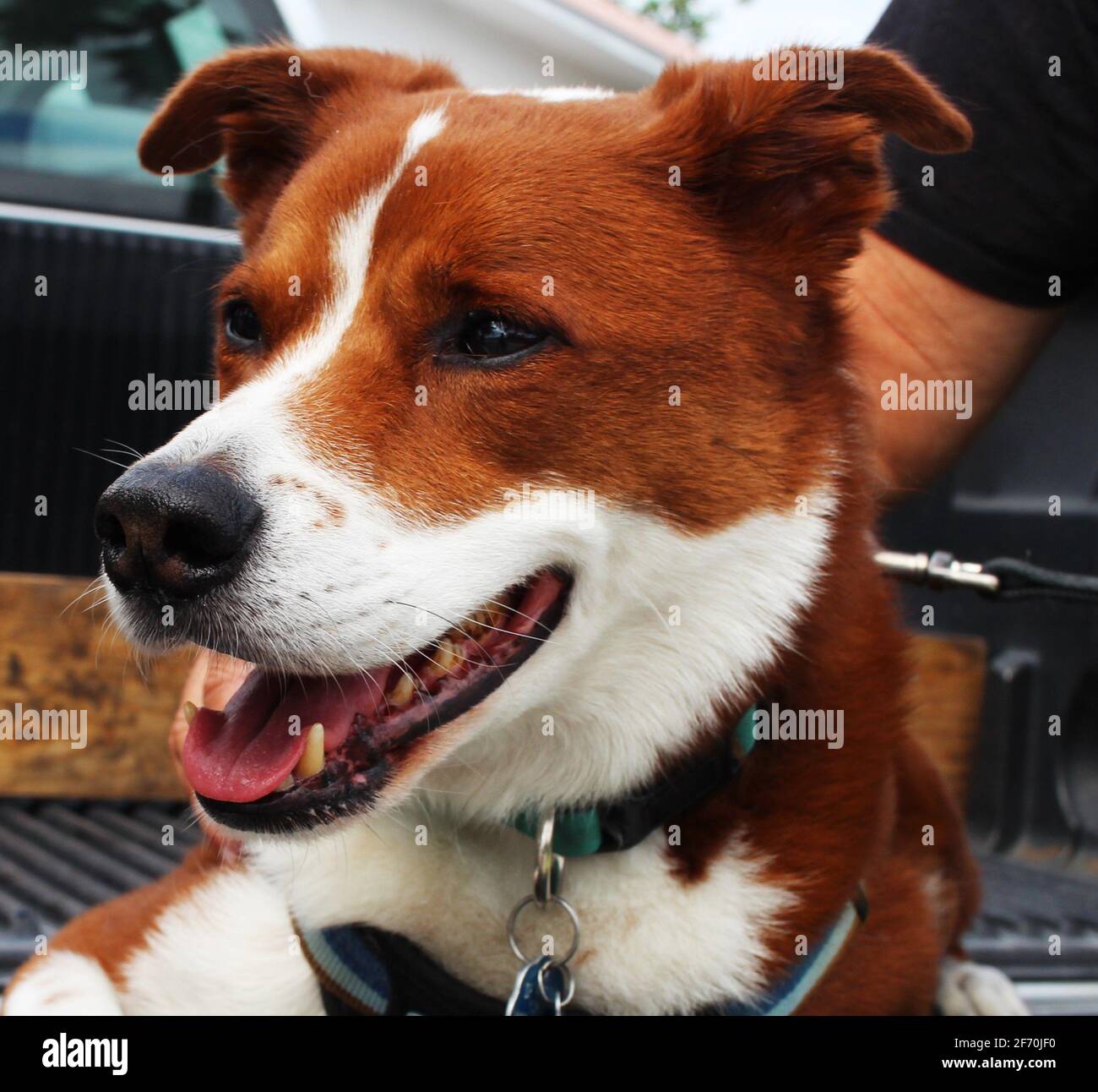 Border terrier mix hi-res stock photography and images - Alamy