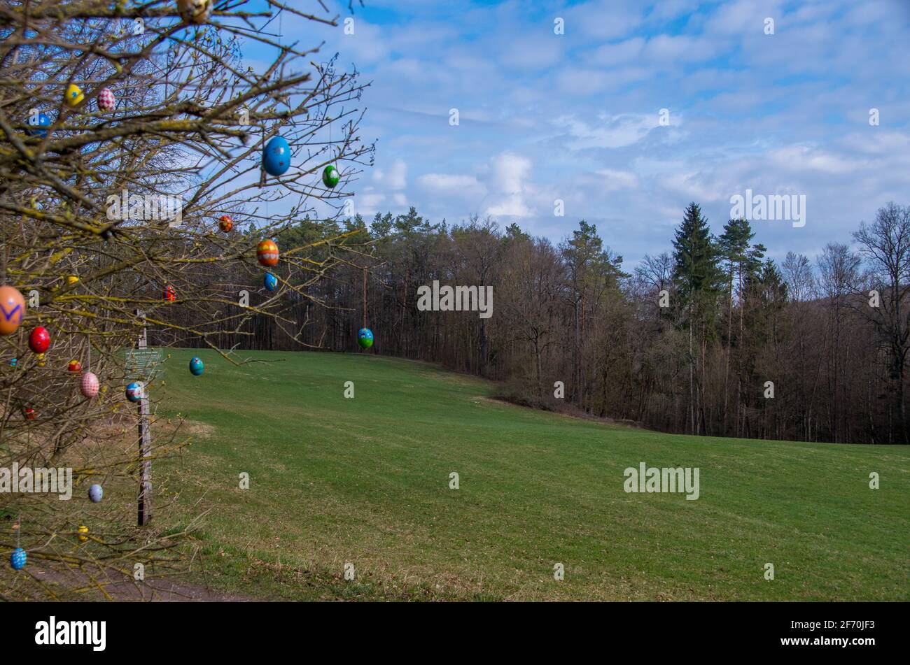 Colourful Easter eggs hang on a shrub in Franconian Switzerland ...