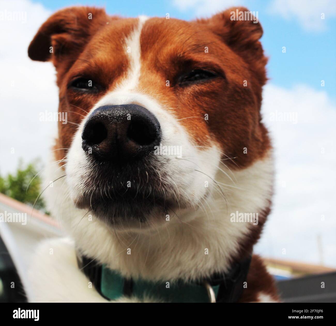 Border collie mix hi-res stock photography and images - Alamy