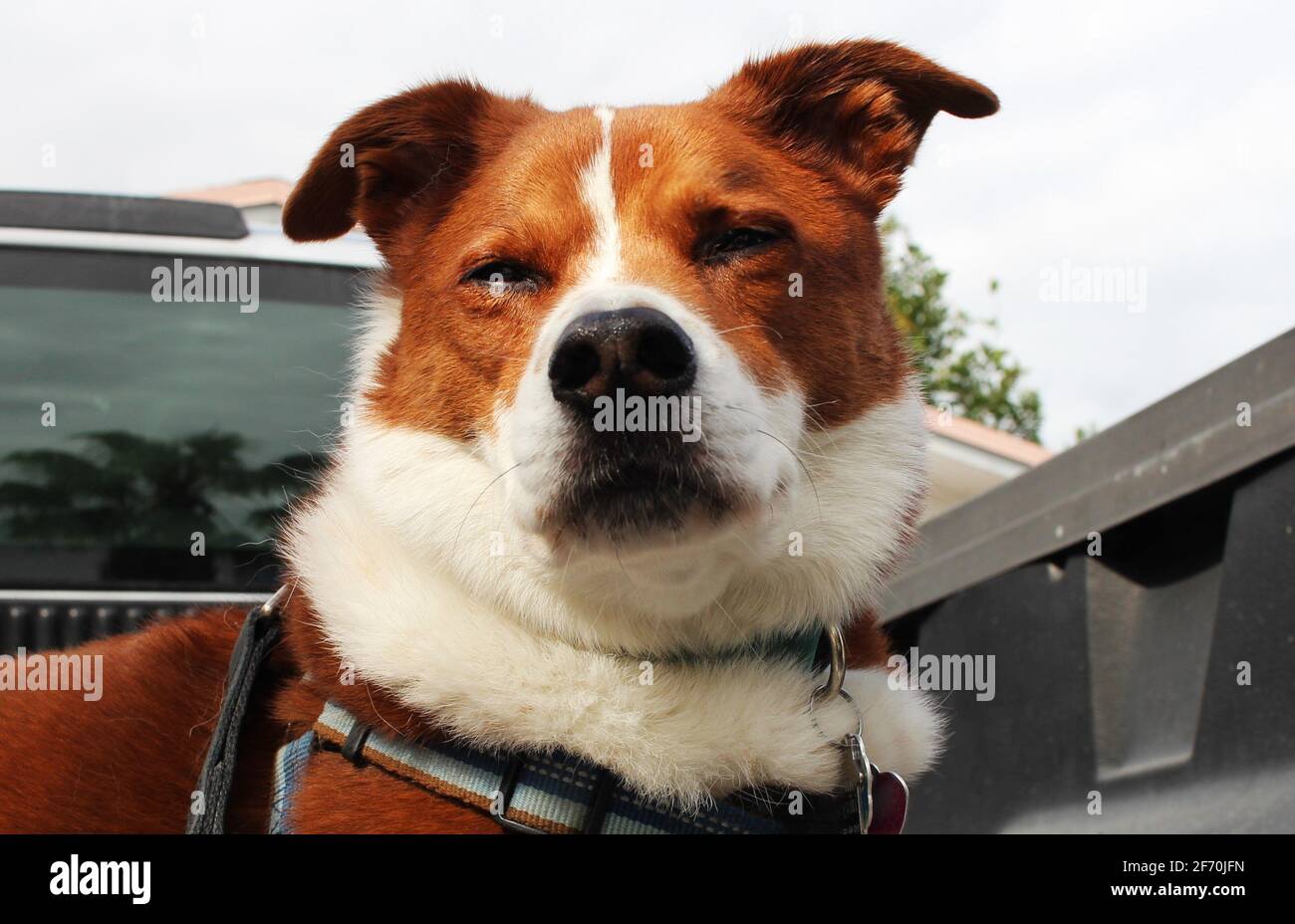 Terrier border collie mix - close up Stock Photo - Alamy