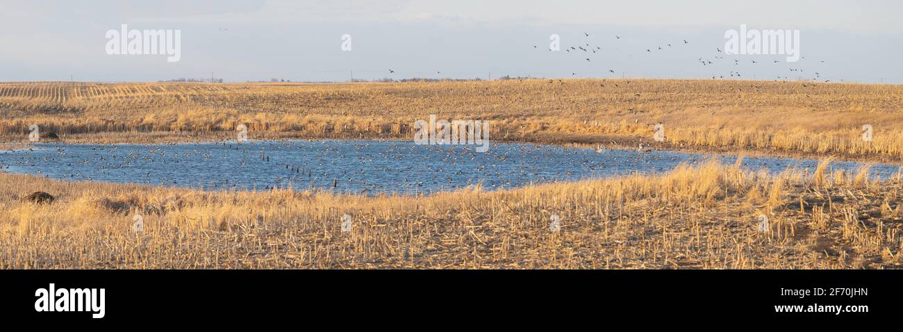 A large flock of different species of ducks lands on a pothole in the ...