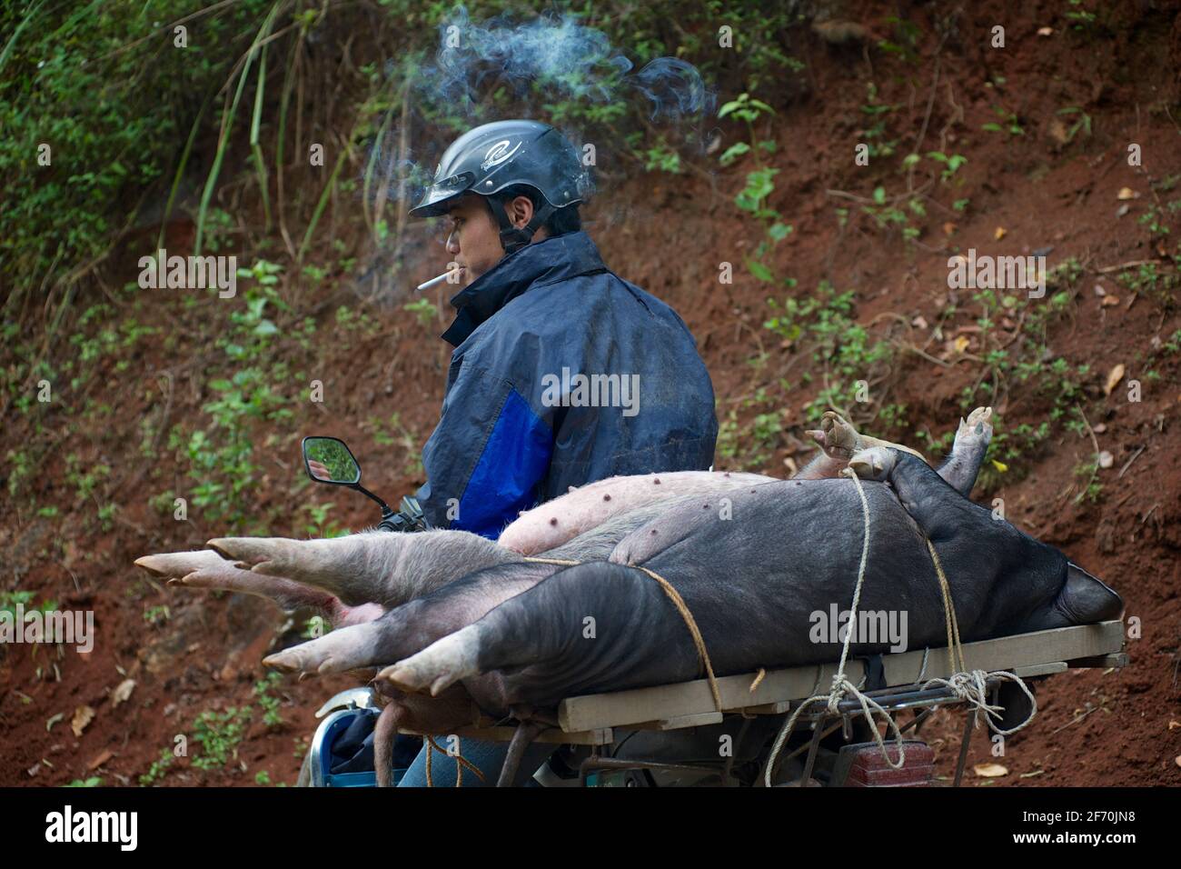Vietnam pig transportation hi-res stock photography and images - Alamy