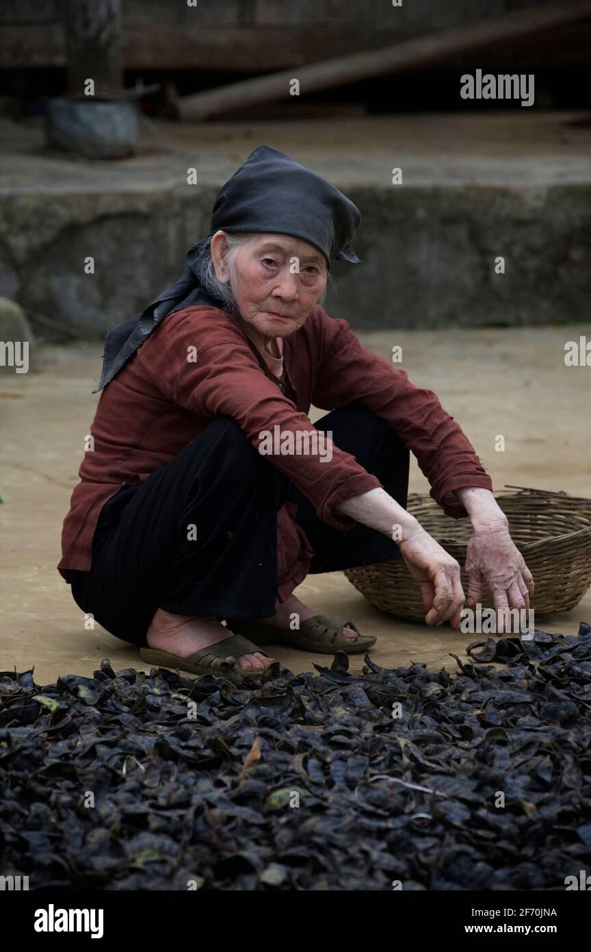 Elderly Vietnamese villager sorting through harvest. Cat Ba Island ...
