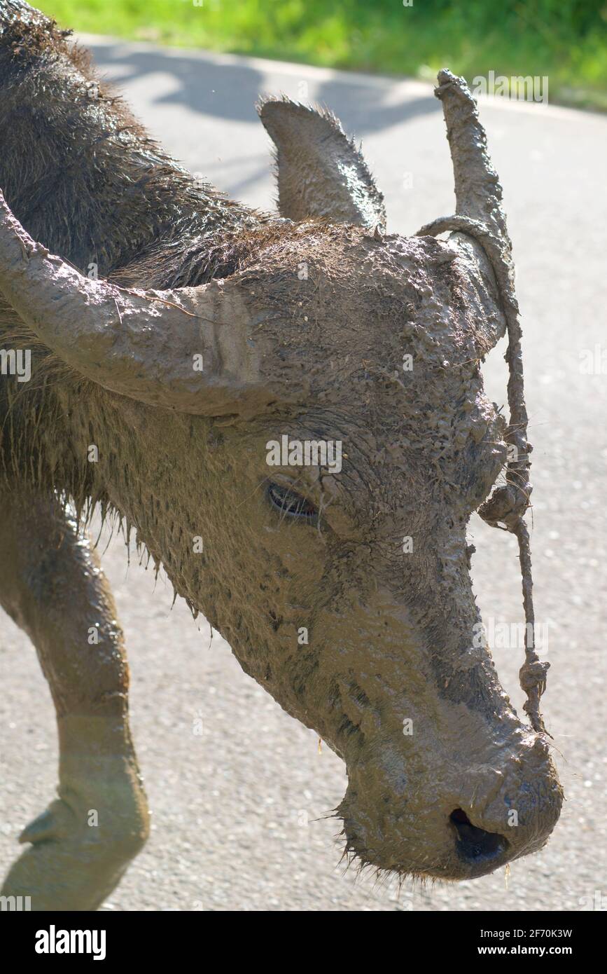 A muddy water buffalo on a rural road near Carmen. Bohol, Central ...