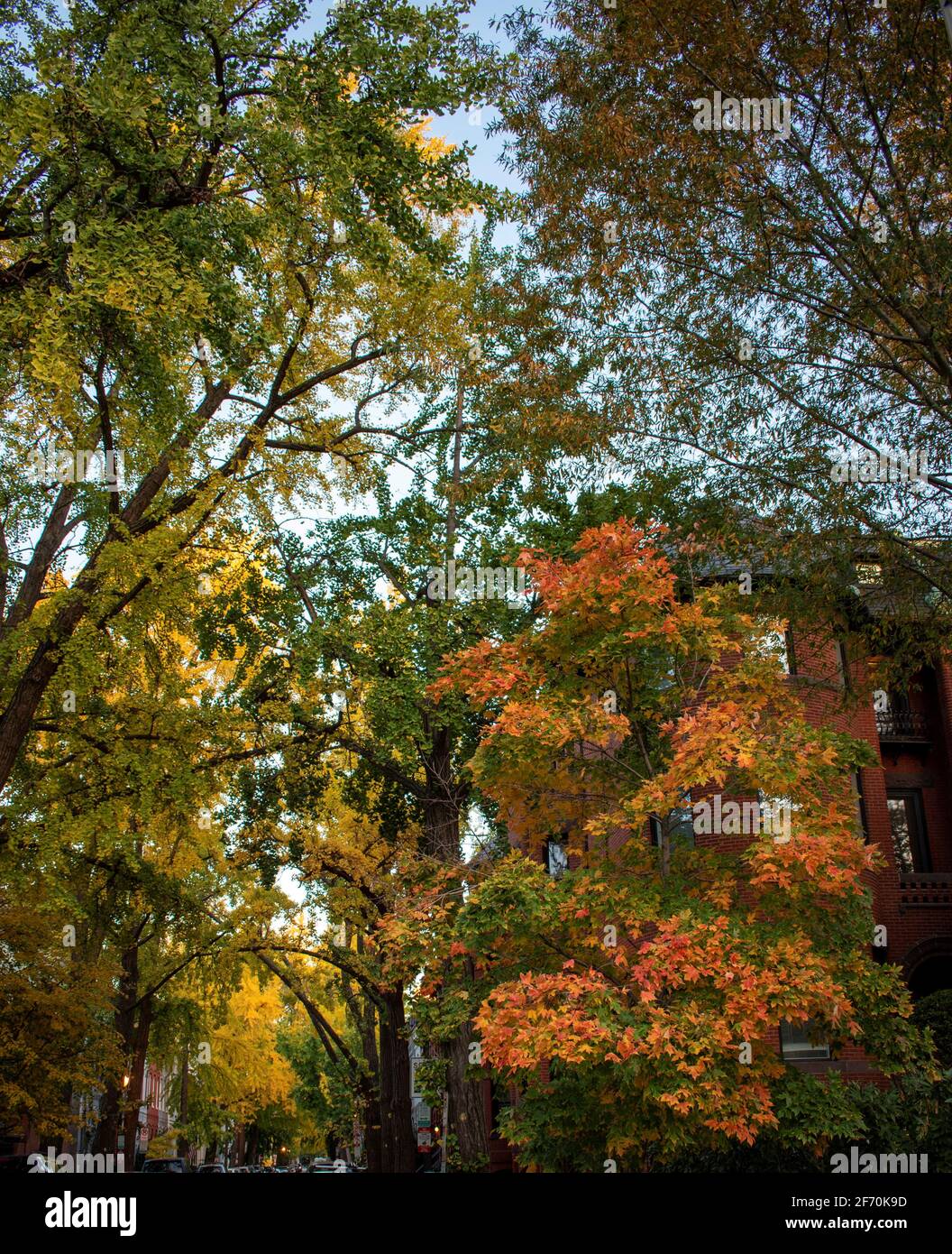 Beautiful leaf colors in forest hi-res stock photography and images - Alamy