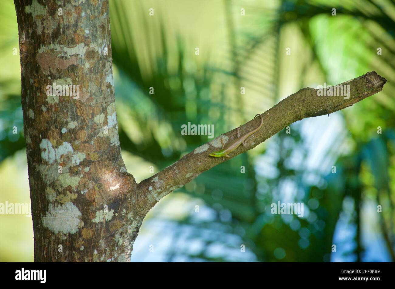 Detail of a small gekko on the trunk of a tropical tree. Loboc River ...