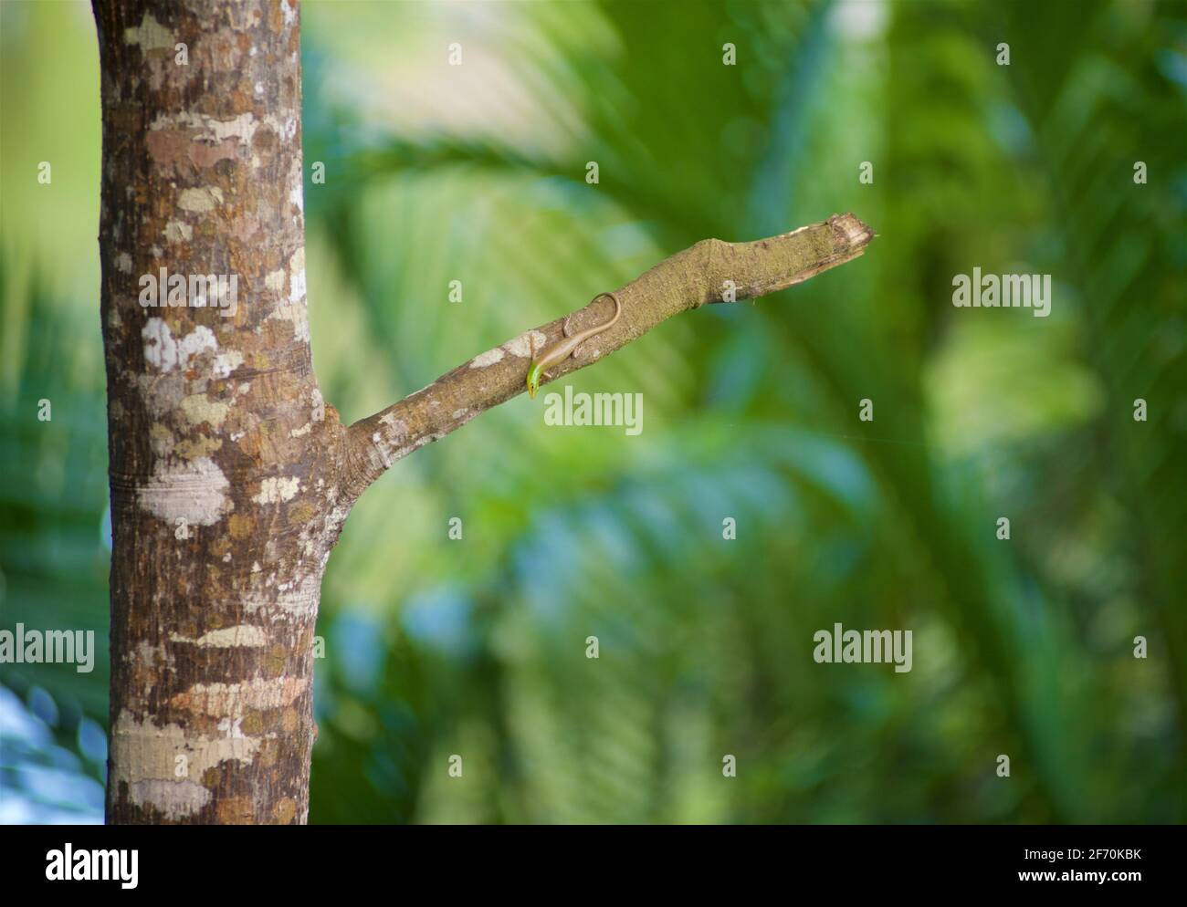 Detail of a small gekko on the trunk of a tropical tree. Loboc River ...