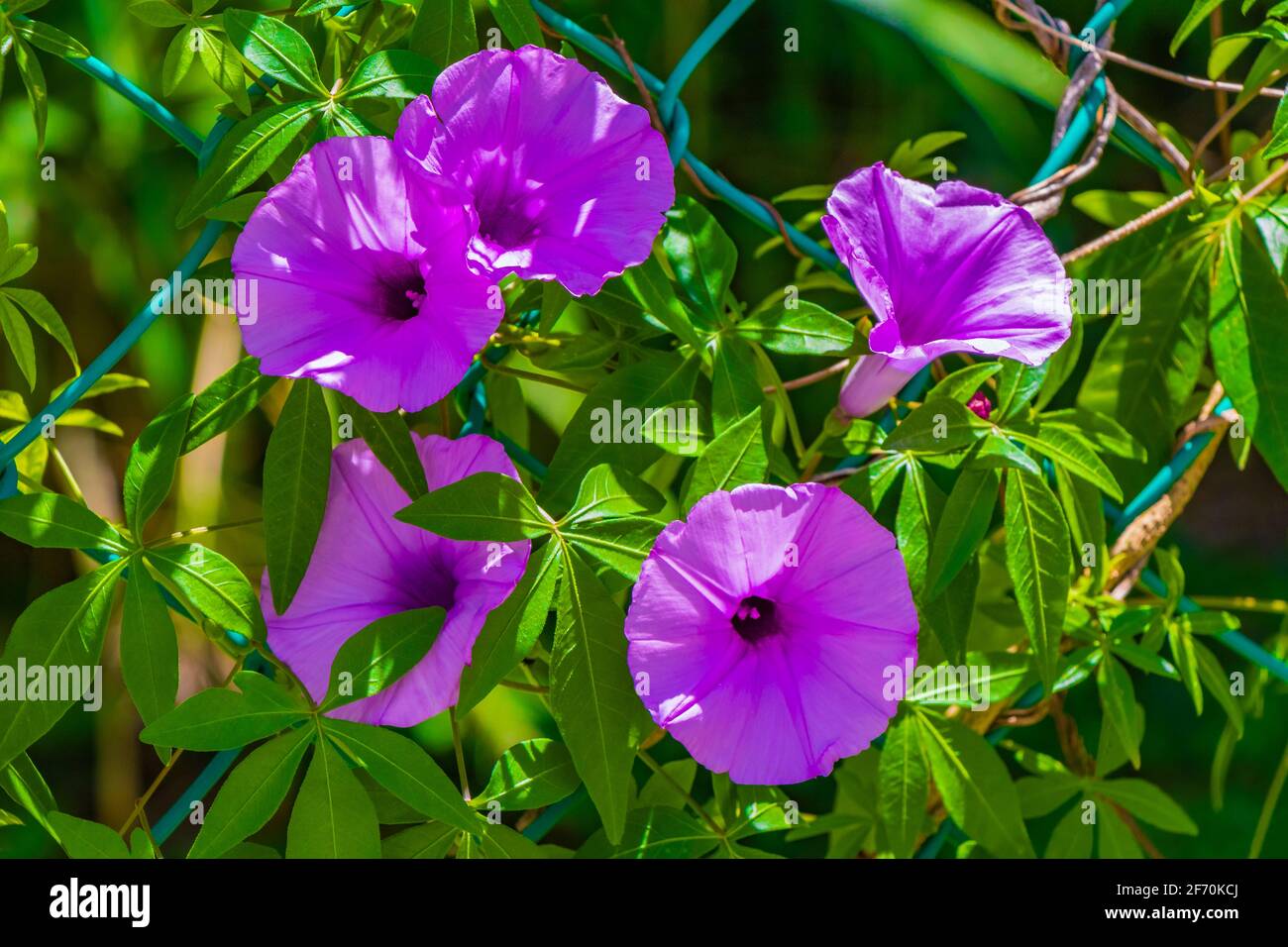 Mexican violet Morning Glory flower on fence with green leaves in Playa ...