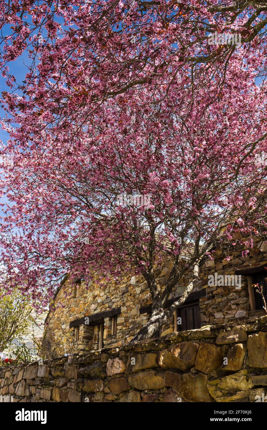 Blossom Tree, Spain Stock Photo - Alamy
