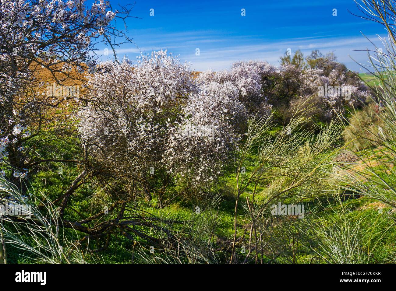 Flower tree, Castilla, Spain Stock Photo - Alamy