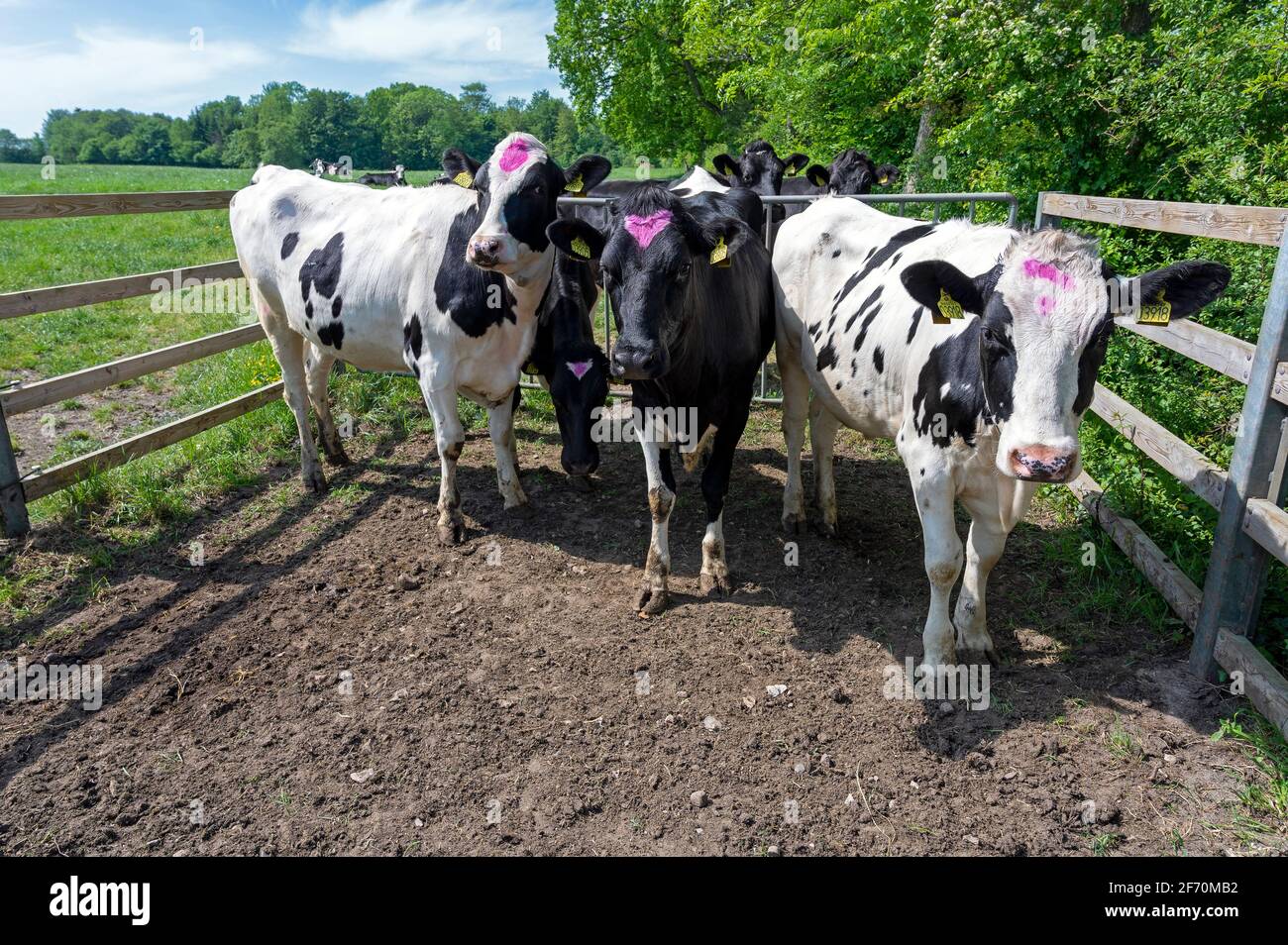 A group of fenced-in big cow heifers marked with a purple spot on top ...
