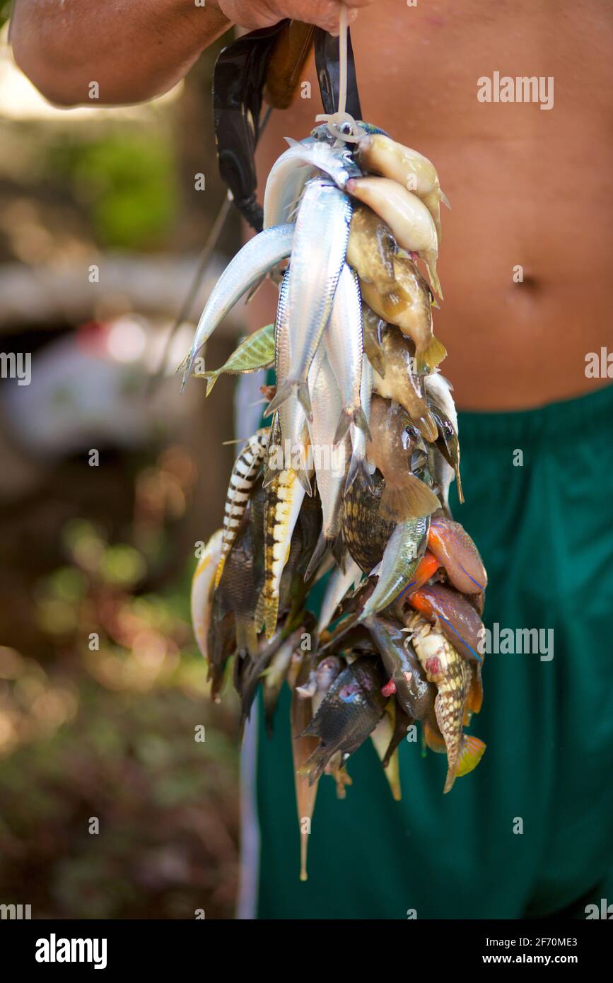 Filipino man with a fresh catch of fish. Moalboal, Cebu, Philippines ...