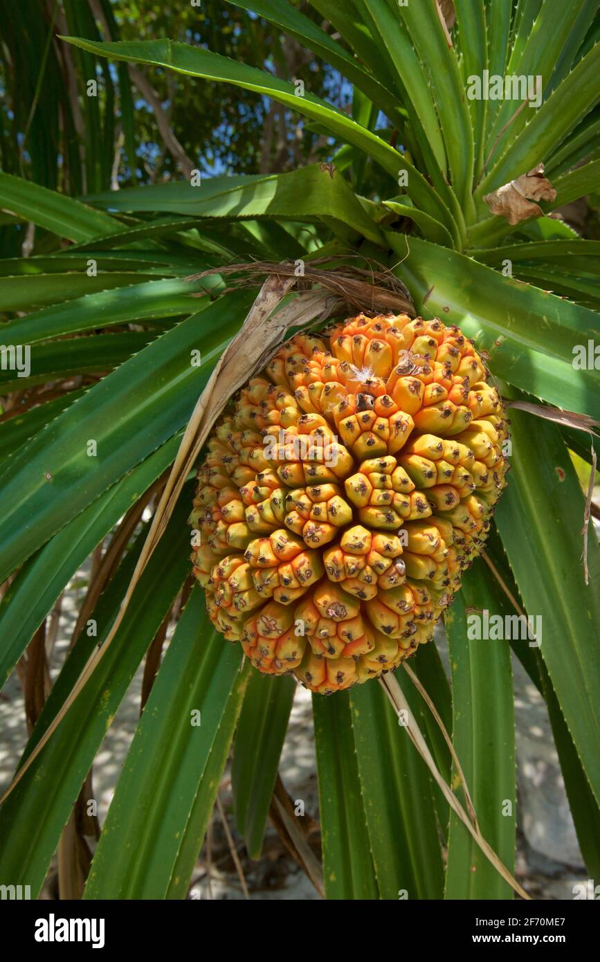 Philippines17398 hi-res stock photography and images - Alamy