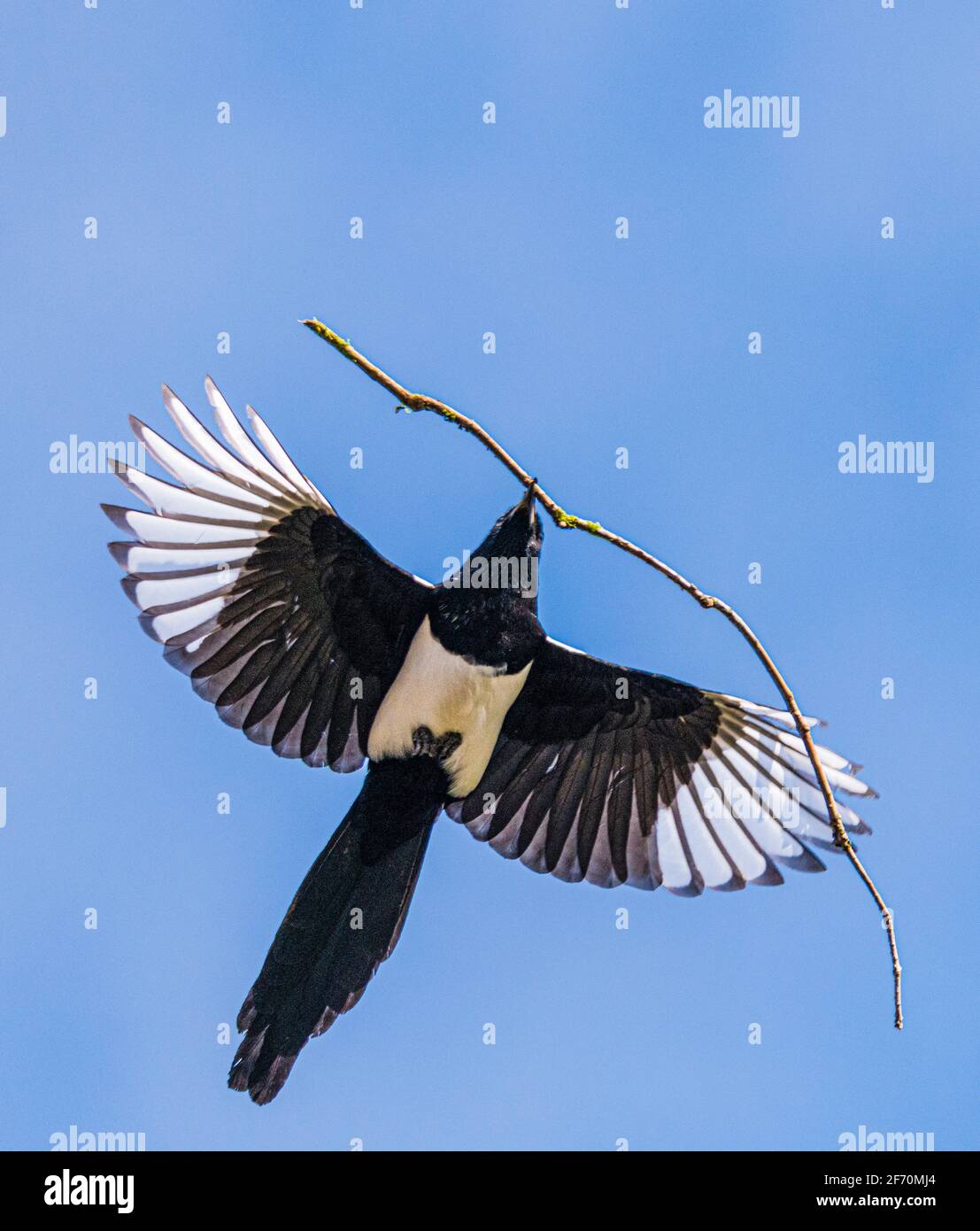 Magpie nest hi-res stock photography and images - Alamy