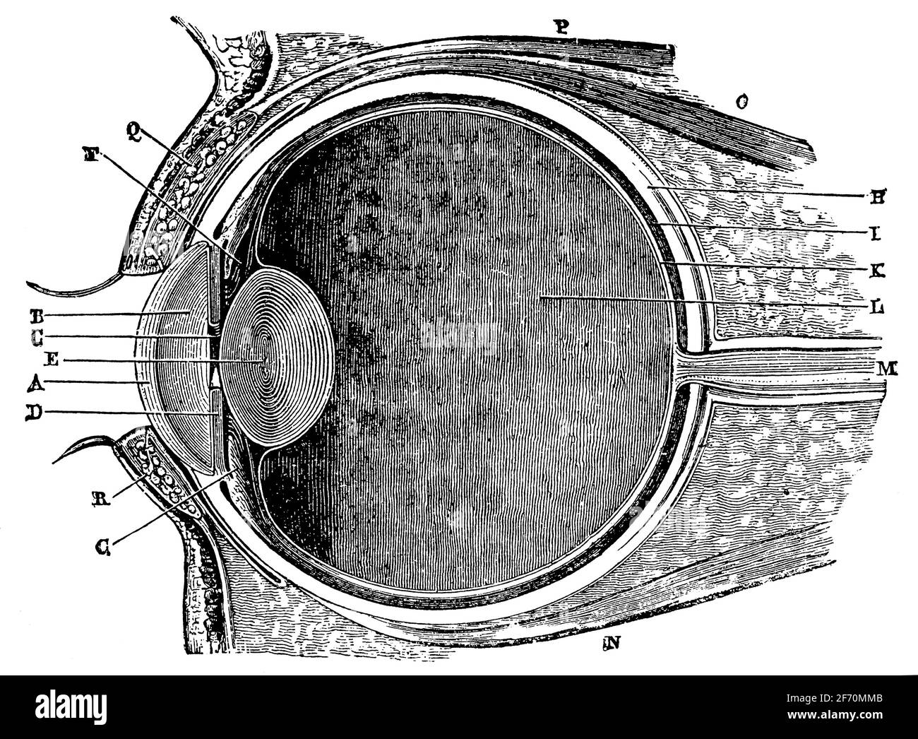 Cross section of the human eye hi-res stock photography and images - Alamy