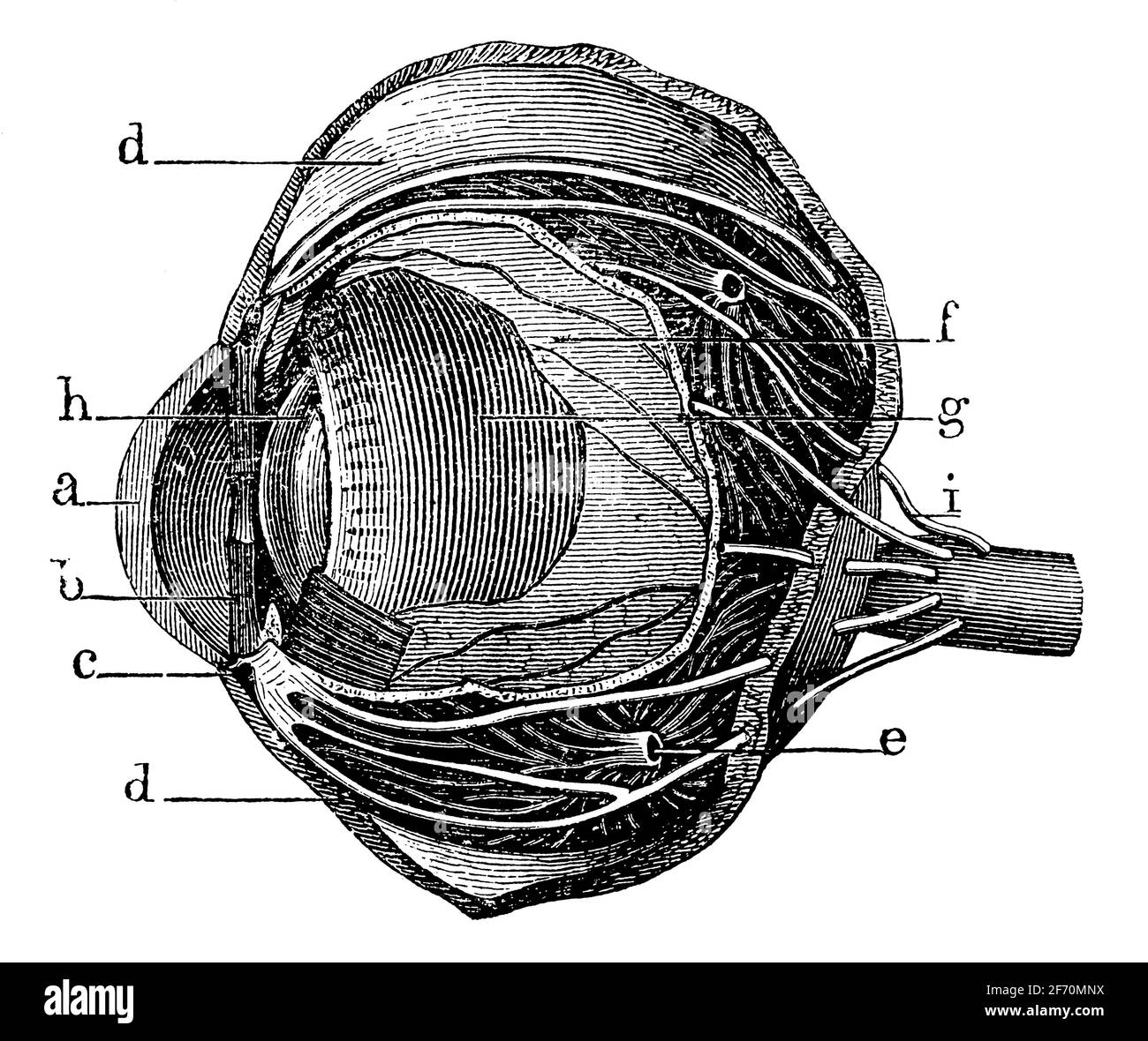 Eye whose skins have been cut to show their position. Illustration of ...
