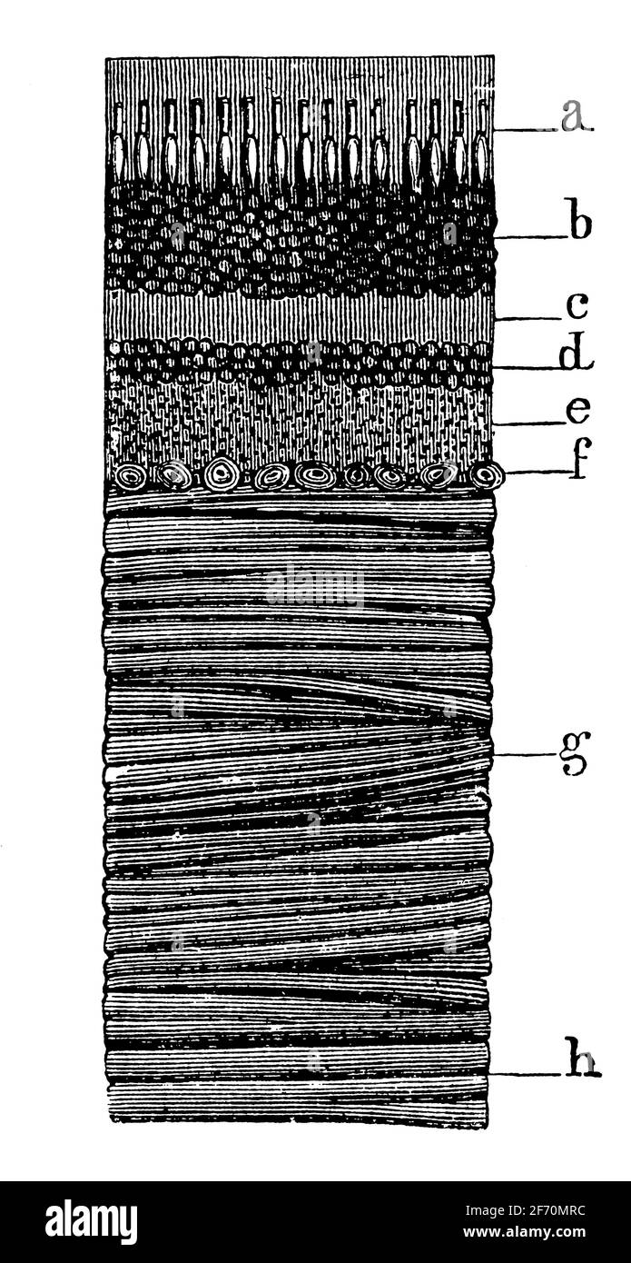 Layers Of The Retina