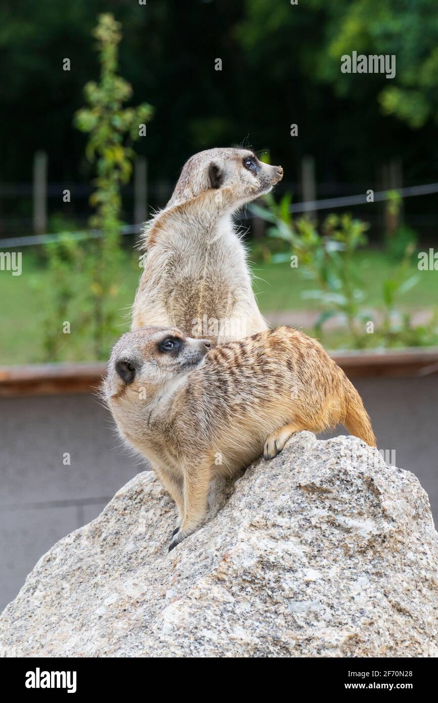 Luxus Lustig Erdmnnchen Sprche Bilder