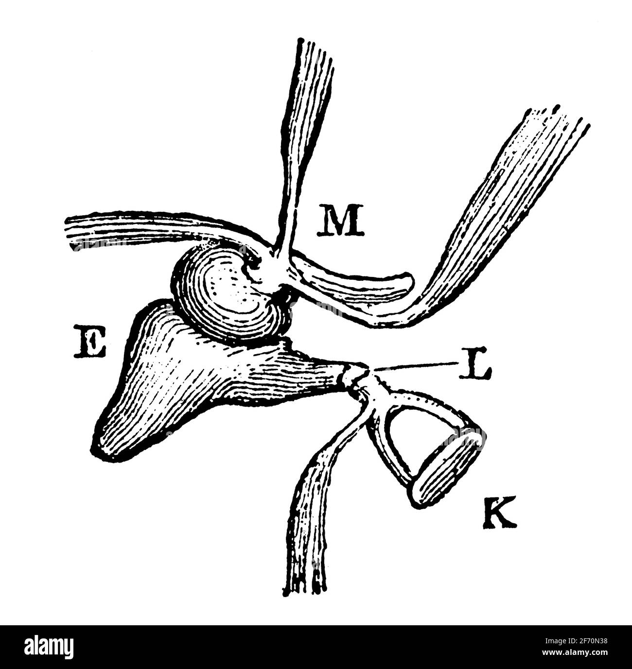 The structure of the middle ear. Illustration of the 19th century ...
