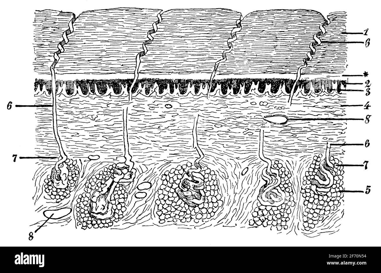 Skin cross section hi-res stock photography and images - Alamy