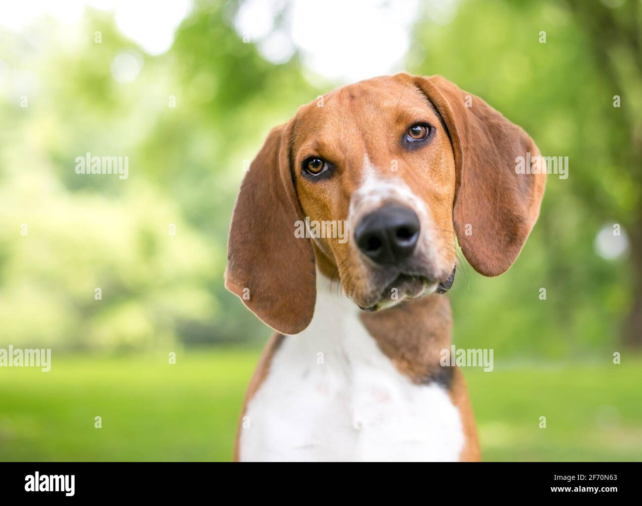 American Foxhound Mix