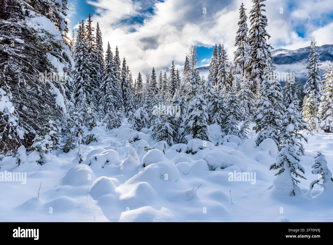 Fresh snow on forest and mountains in Kootenay National Park, British ...